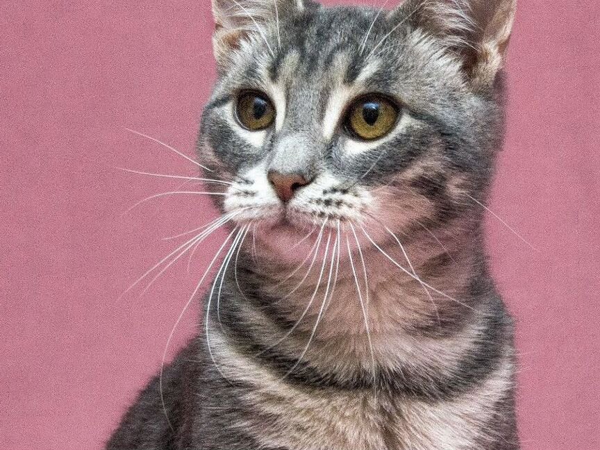 Изумительный усатик-полосатик в добрые руки