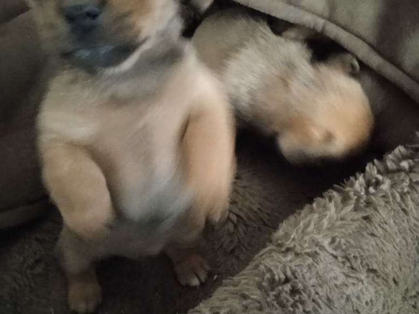 Смесь пикинеса и таксы в добрые руки