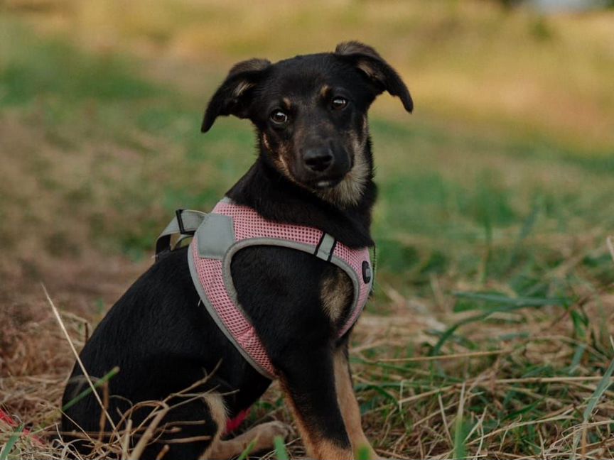 Красивый щенок девочка в добрые руки