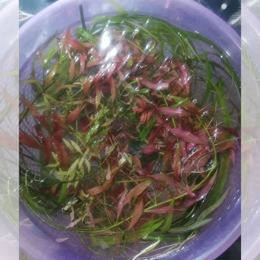 Аквариумные растения прополка