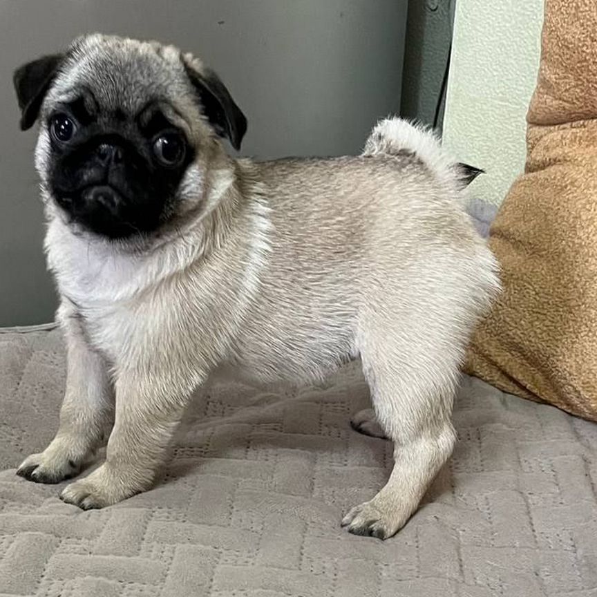 Мопс, щенок