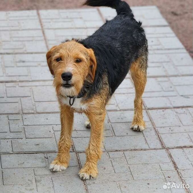 Метис эрдельтерьера в добрые руки