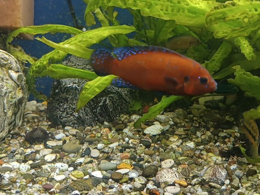 Хромис эксул