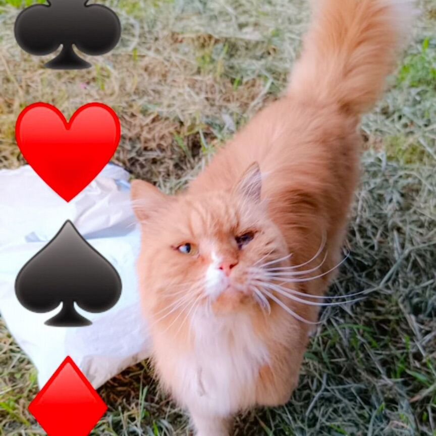 Джек Жэк ищет дом