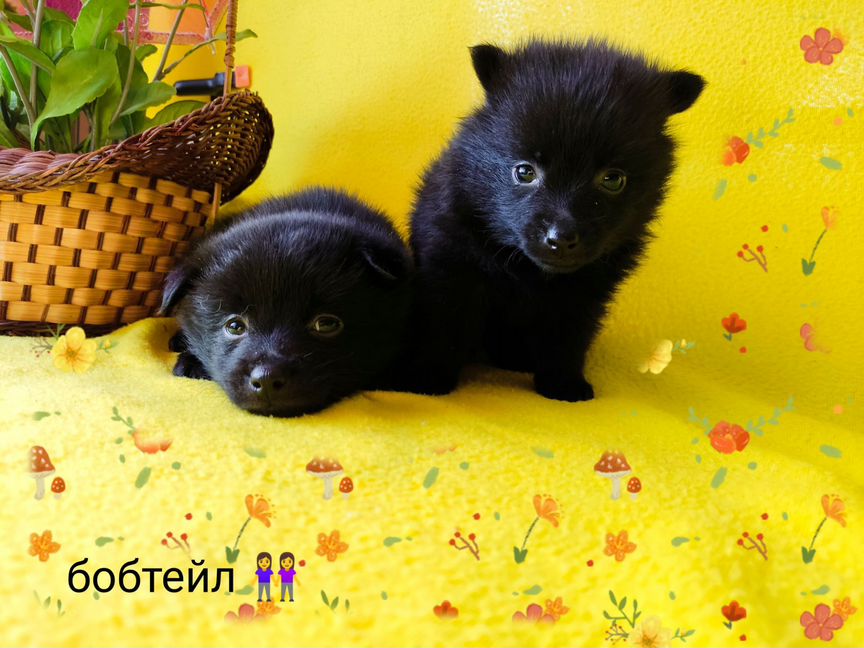Щенки Схипперке