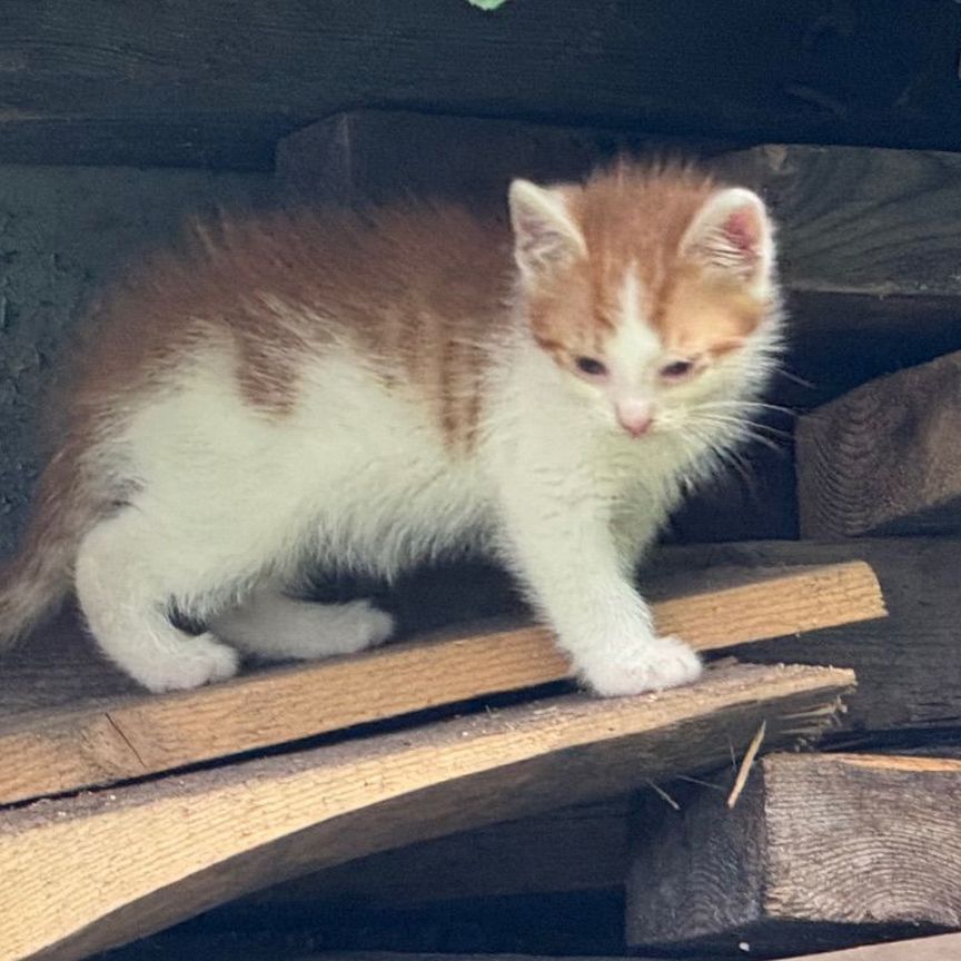 Котёнок в добрые руки