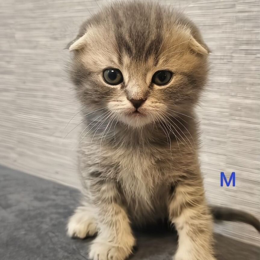 Шотландский вислоухий короткошёрстный котёнок