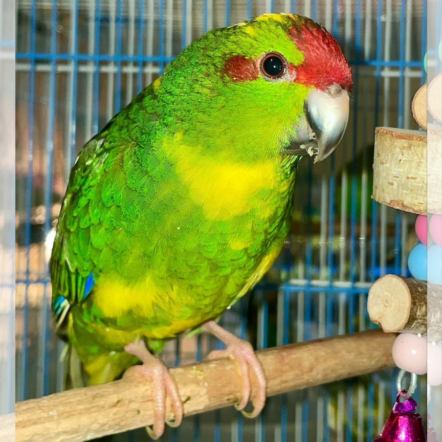 Попугай какарик