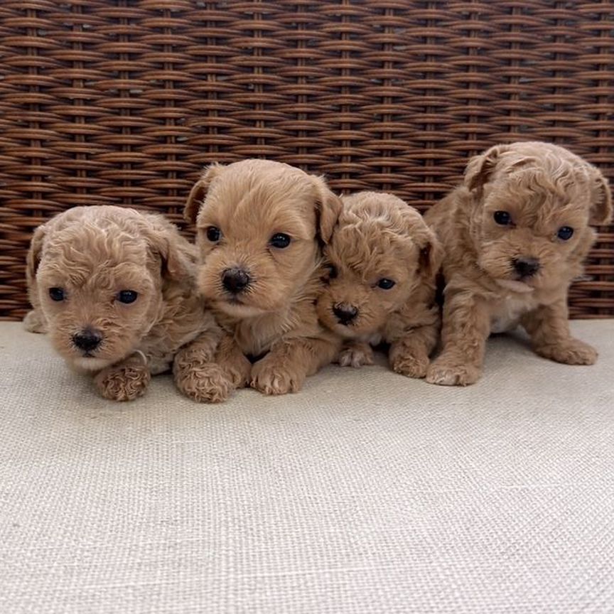 Мальтипу, щенок