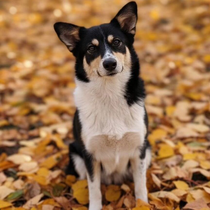 Взрослая собака в добрые руки