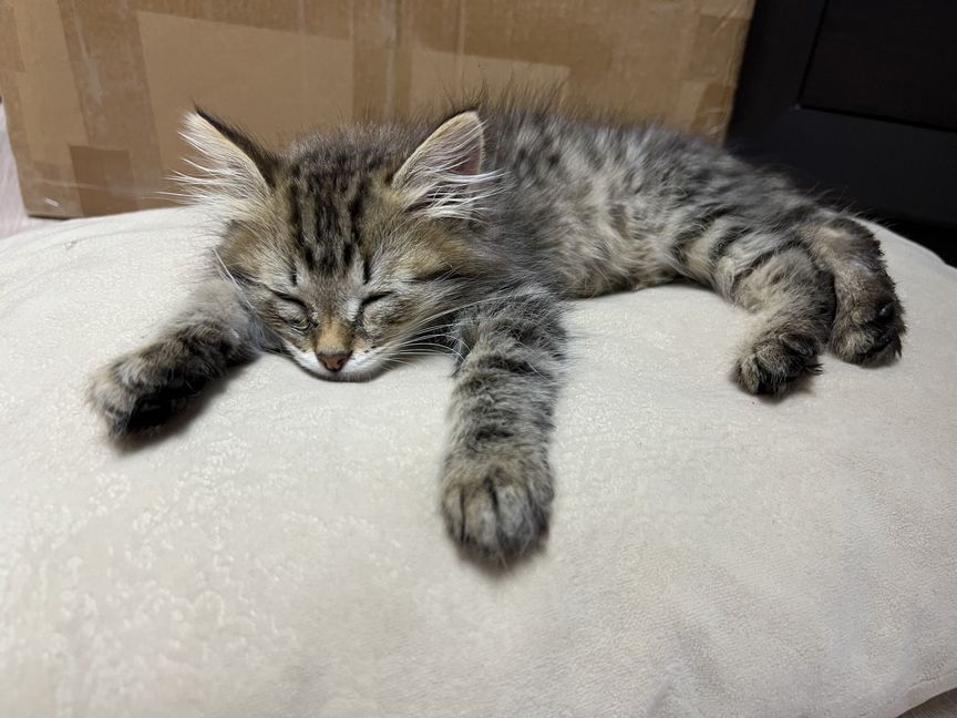Котик ищет дом (в добрые руки)
