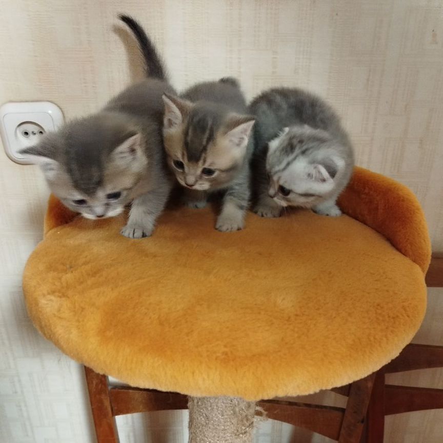 Котята серебристая шиншилла