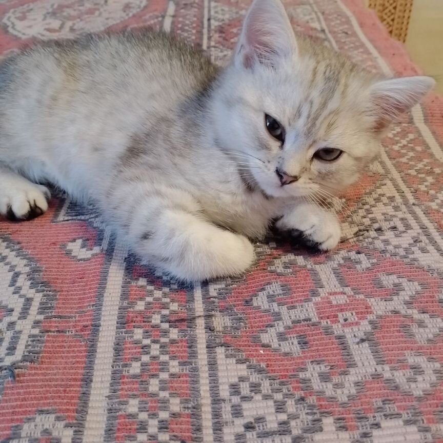 Британский котёнок