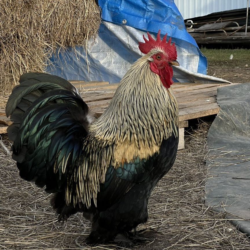 Петухи домашние,декоративные,япончики