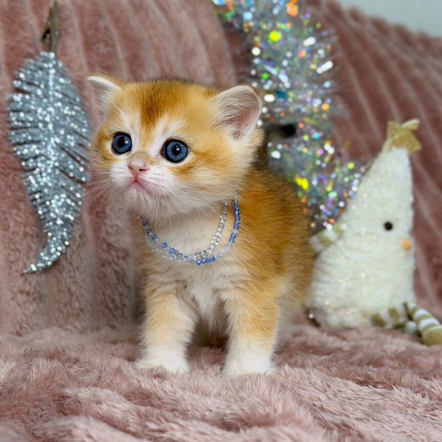 Шотландский прямоухий короткошёрстный котёнок