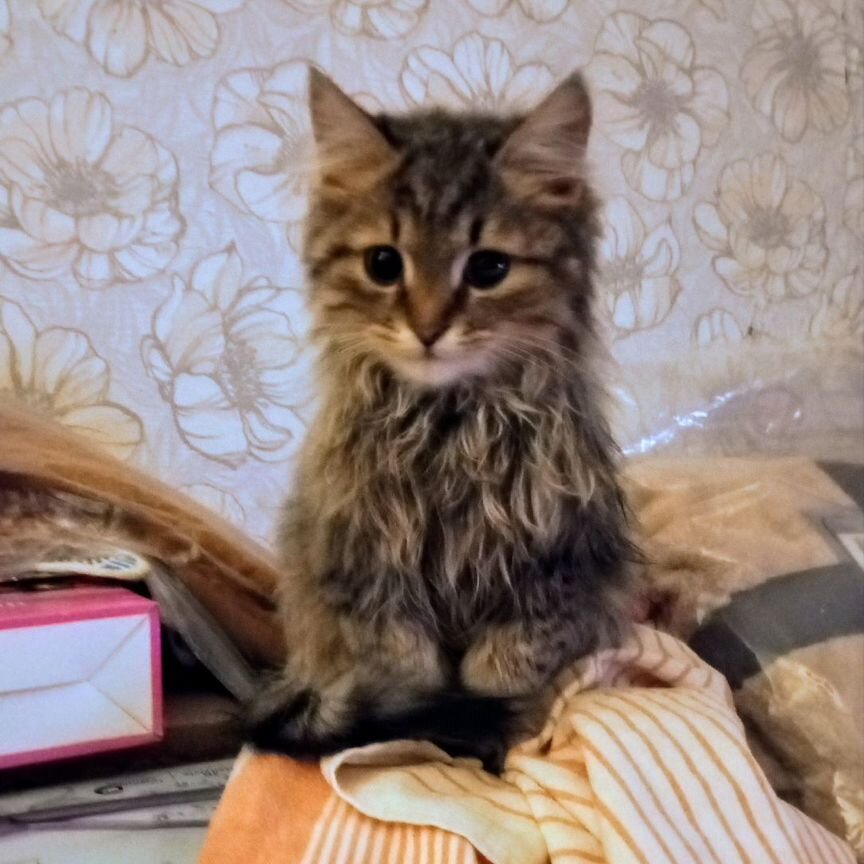 Котята
