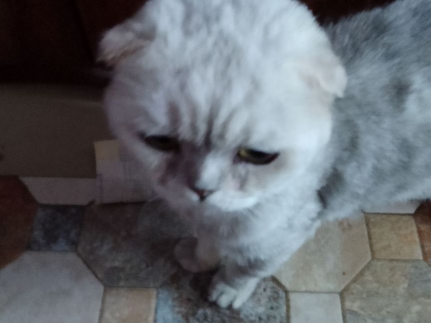 Шотландская