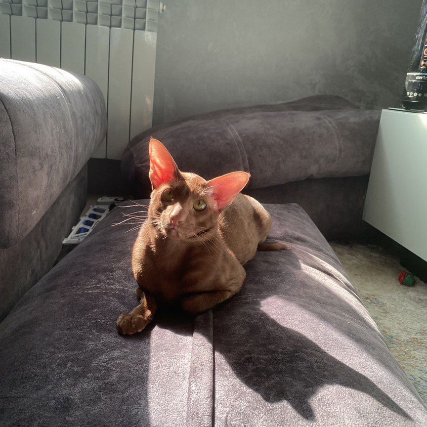 Продам кота породы ориентал, 1,5 года