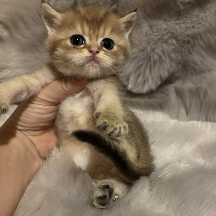 Британский короткошёрстный котёнок