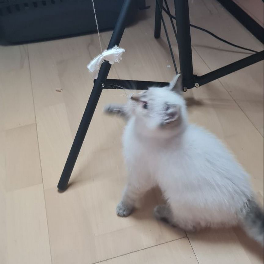 Котенок Гав ищет тебя