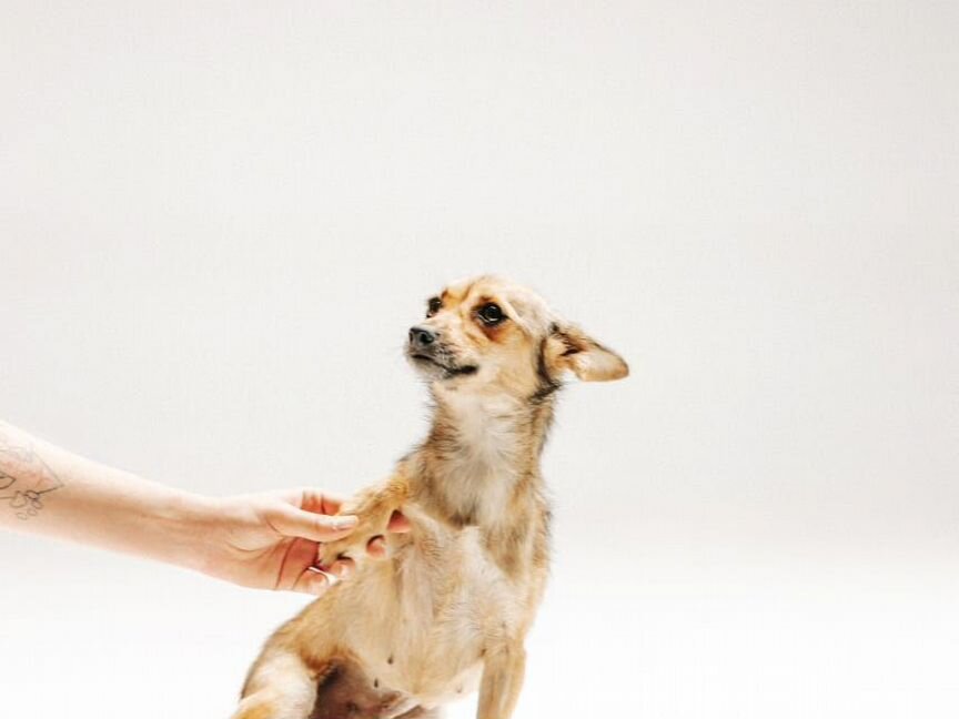 Отдам в добрые руки