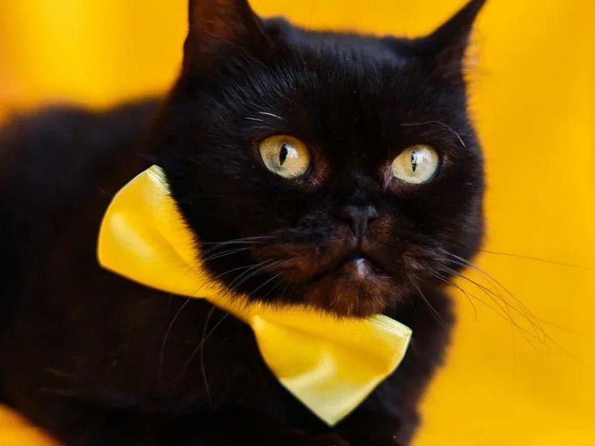 Замечательная кошка из приюта Некрасовка