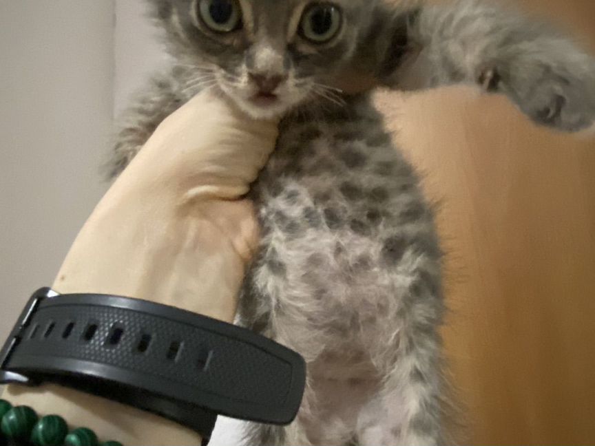 Котенок девочка бесплатно
