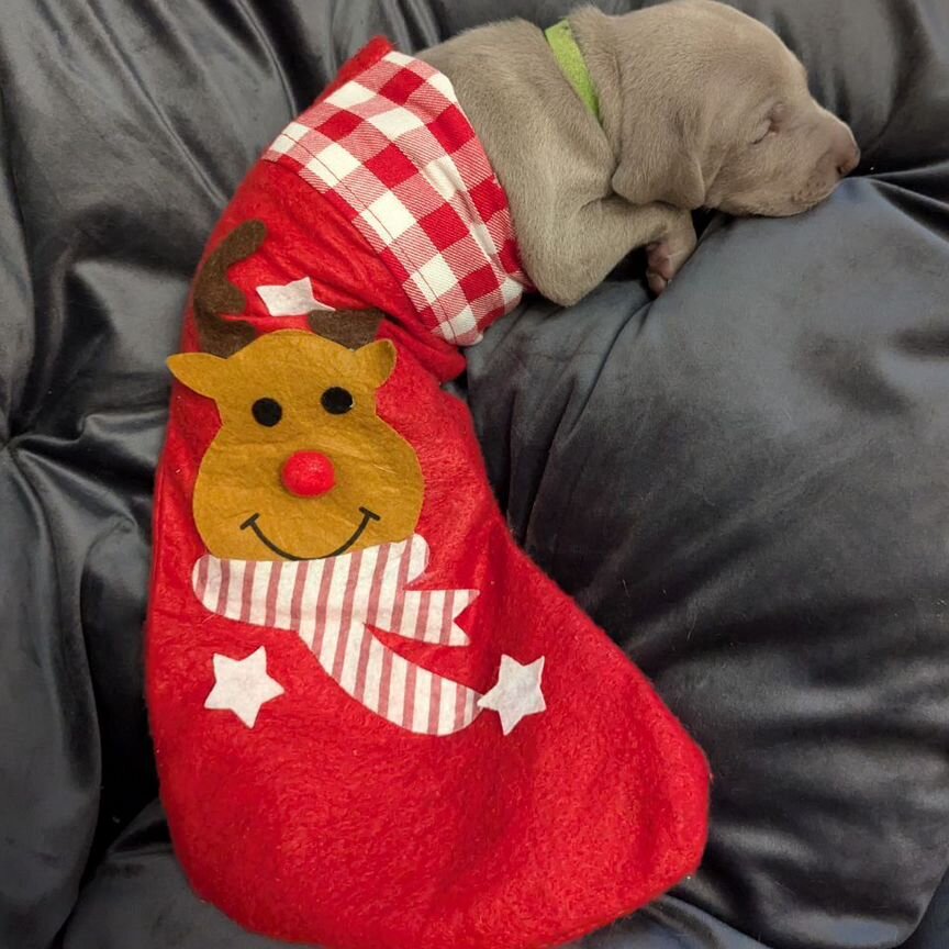 Щенок от частного владельца