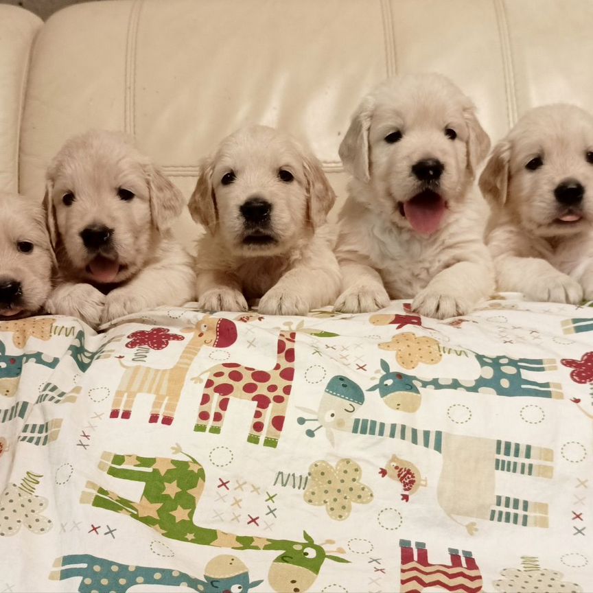 Щенки голдена