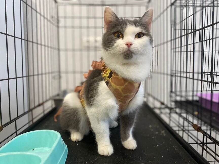Кошка стерилизованная в добрые руки