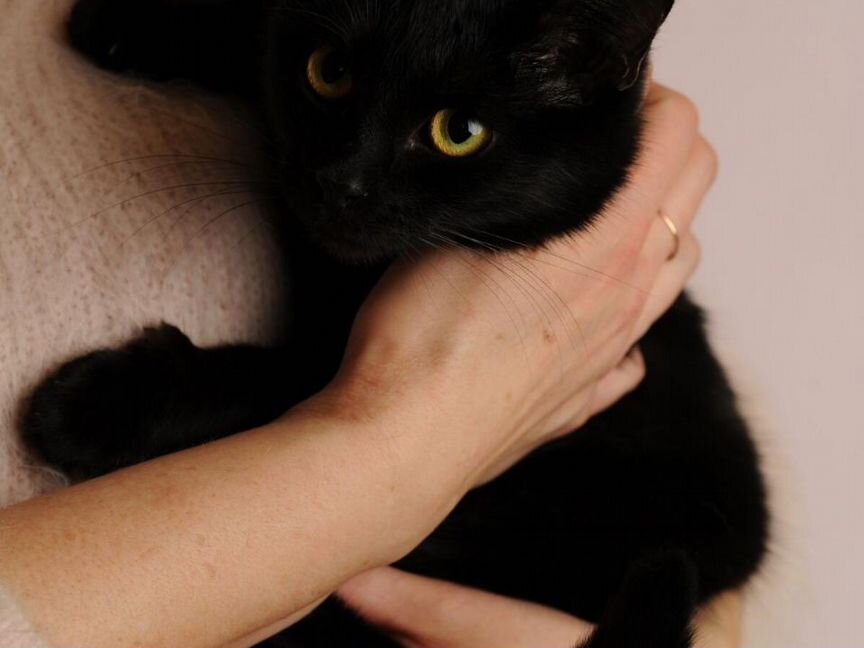 Сабрина в добрые руки