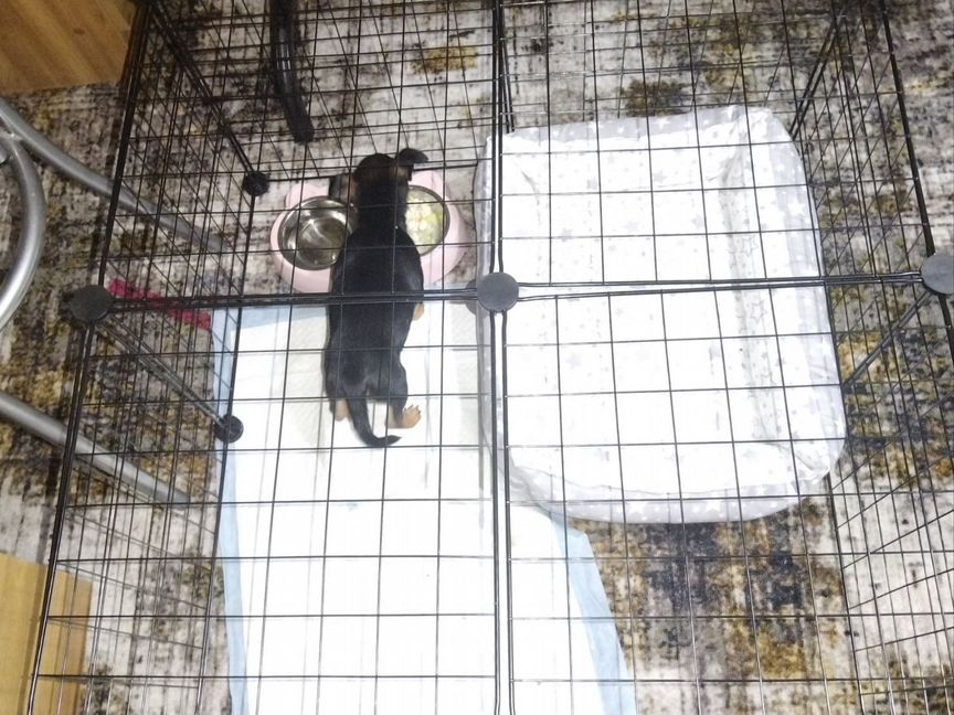 Вольер для собак в квартиру