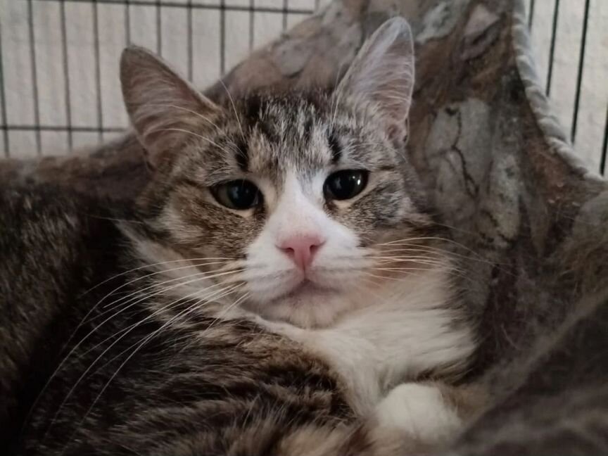 Кошечка Варя в добрые руки