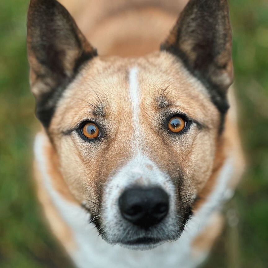 Джек ищет дом