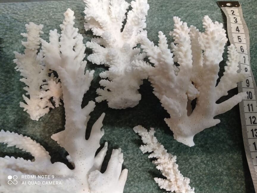 Морские кораллы; раковина