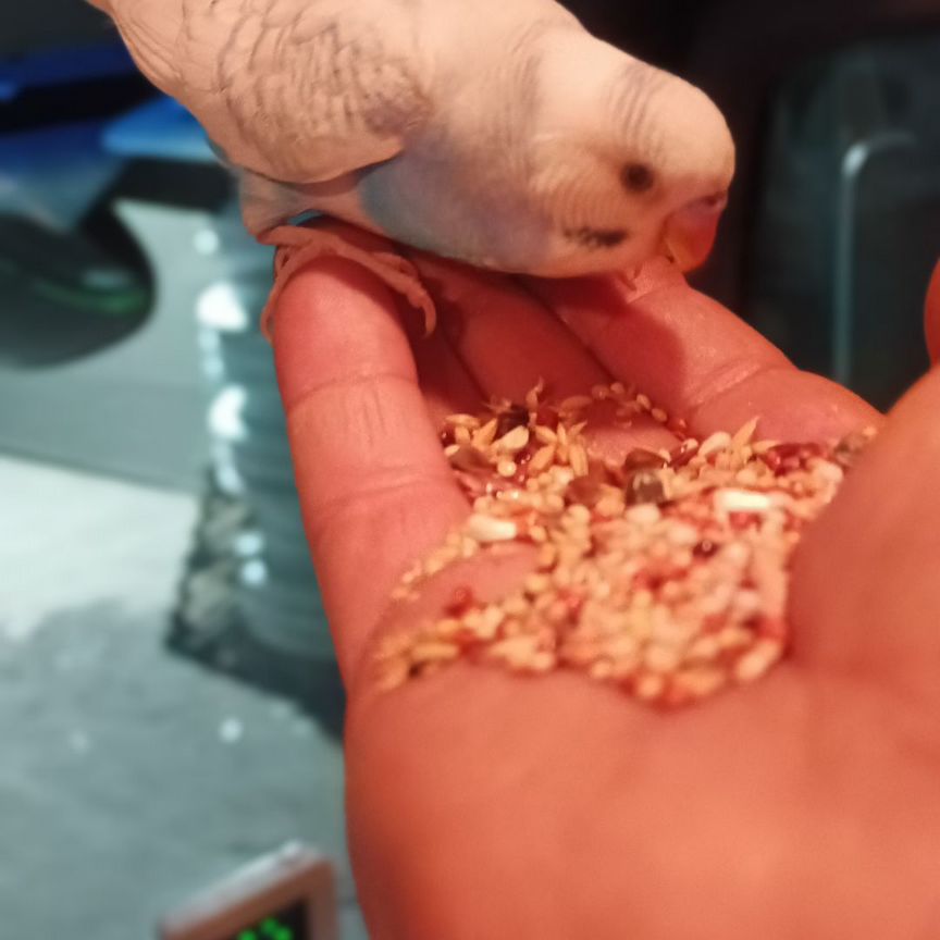 Попугай волнистики