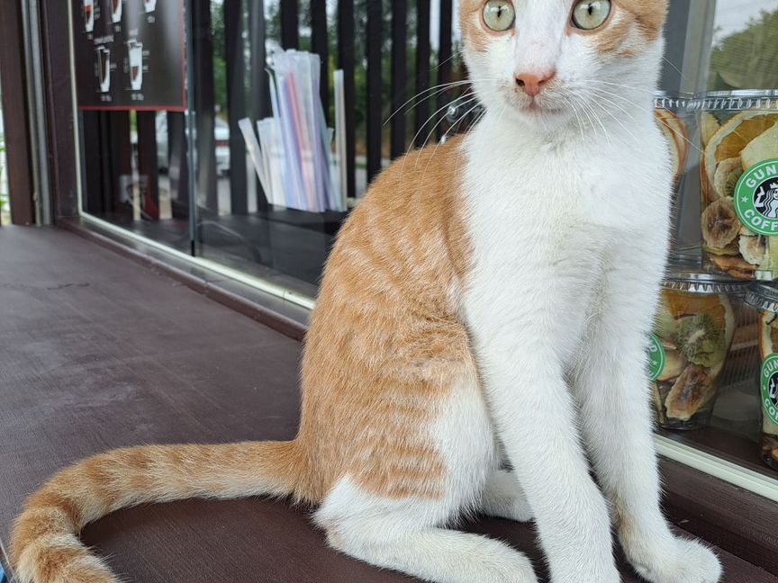 Котик в добрые руки