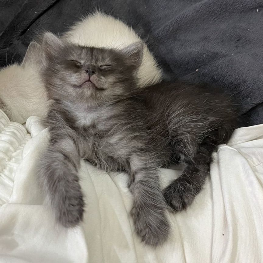 Шотландский котенок