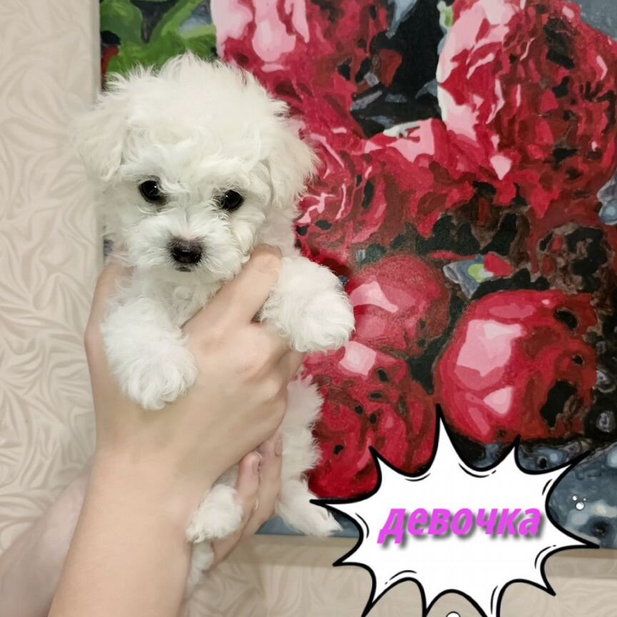 Бишон фризе, щенок