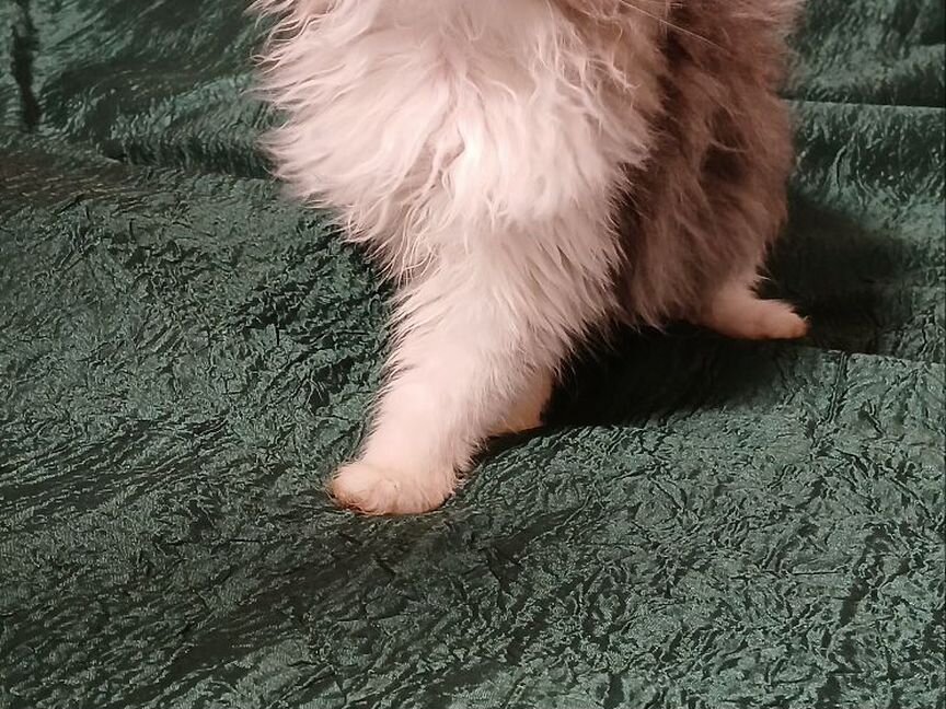 Персидская кошка