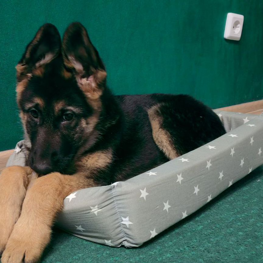 Немецкая овчарка, щенок