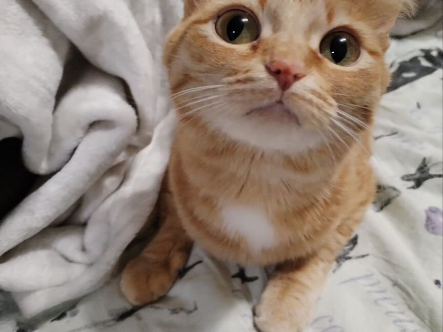 Кошечка Ева
