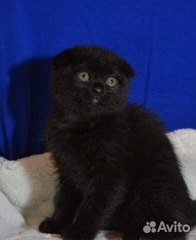 Чёрная вислоухая