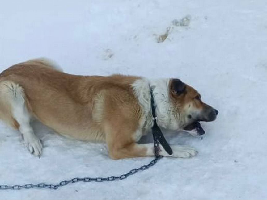 Алабай бесплатно в добрые руки
