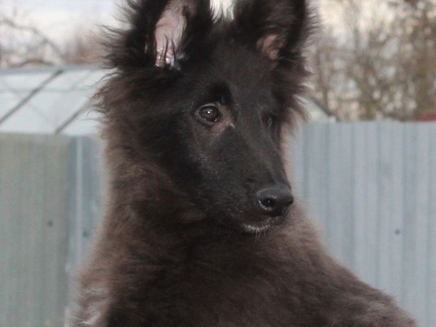 Бельгийская овчарка