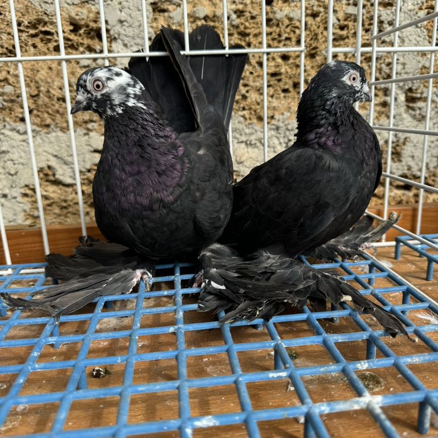 Продажа узбекских голубей