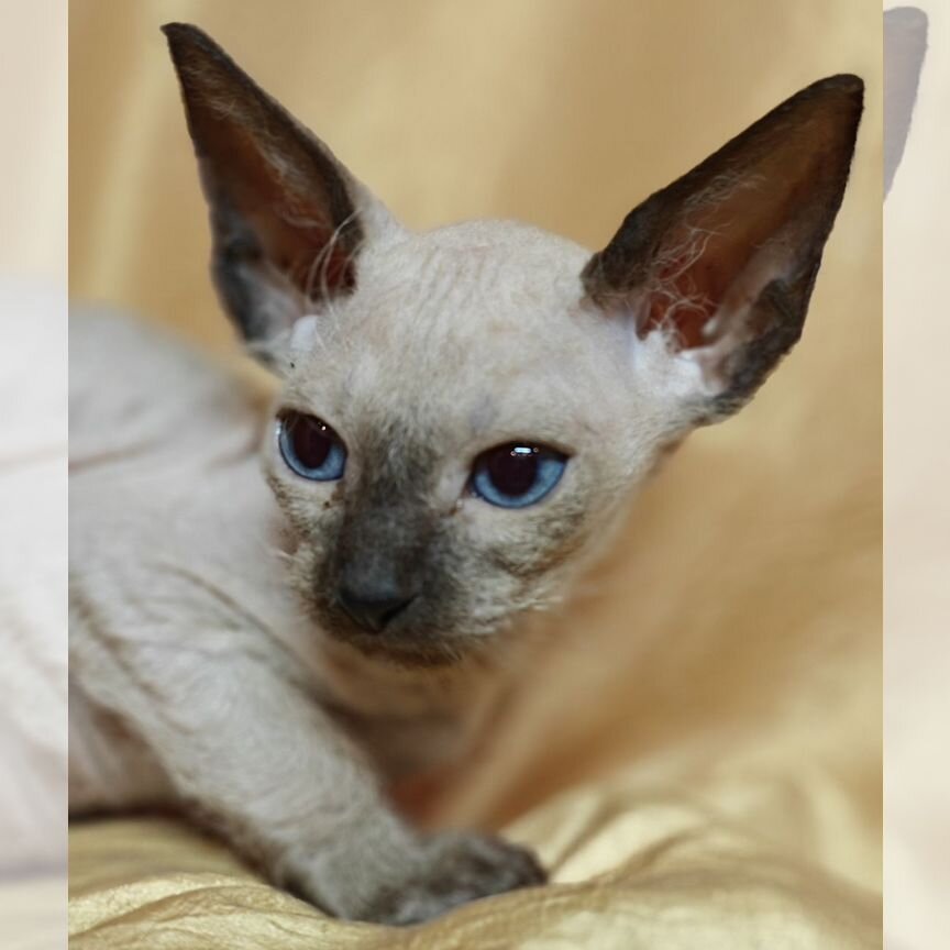 Канадский сфинкс котёнок