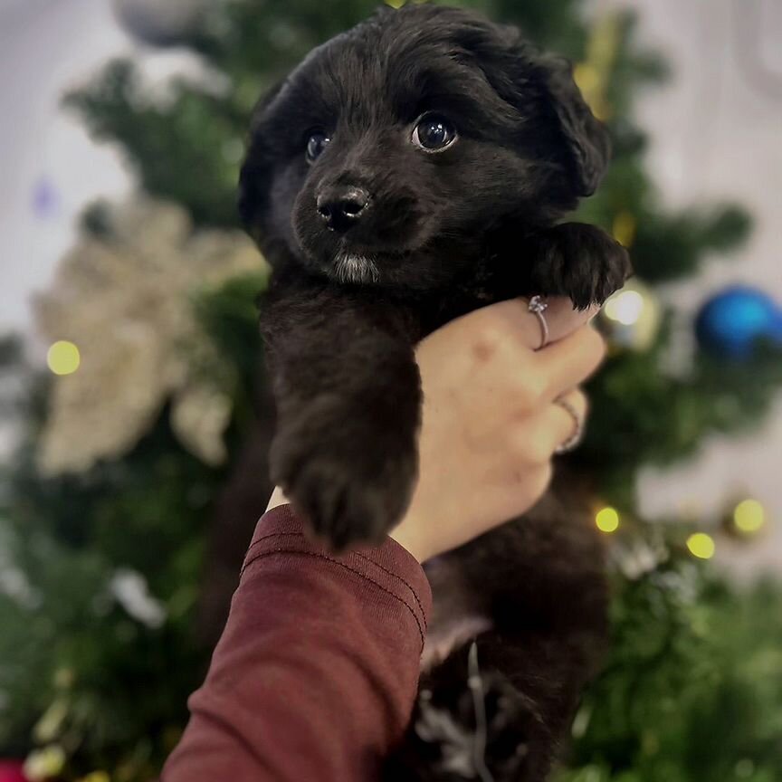 Щенок