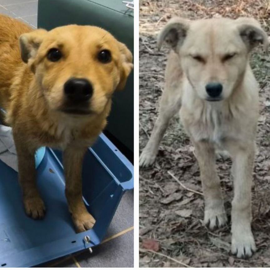 Щенок в добрые руки