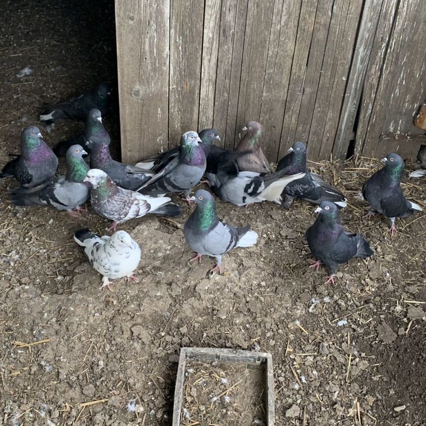 Николаевские голуби (простоки)